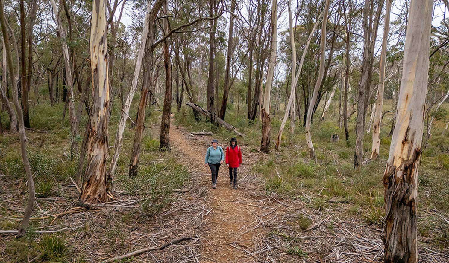 Broad Swamp Loop Walk (6km) - Gardens of Stone State Conservation Area, NSW