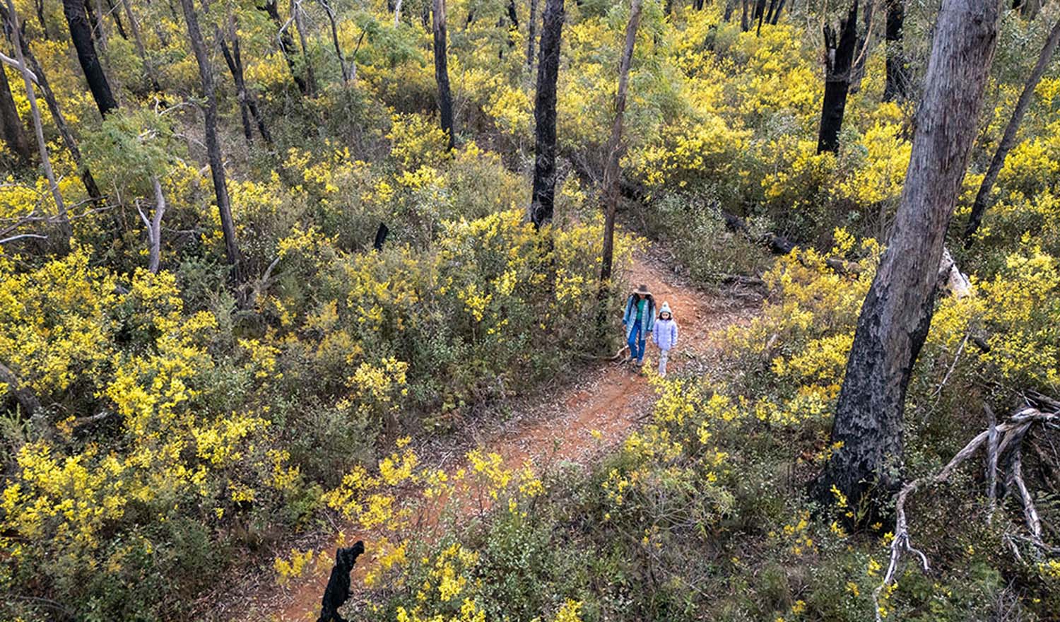 Broad Swamp Loop Walk (6km) - Gardens of Stone State Conservation Area, NSW