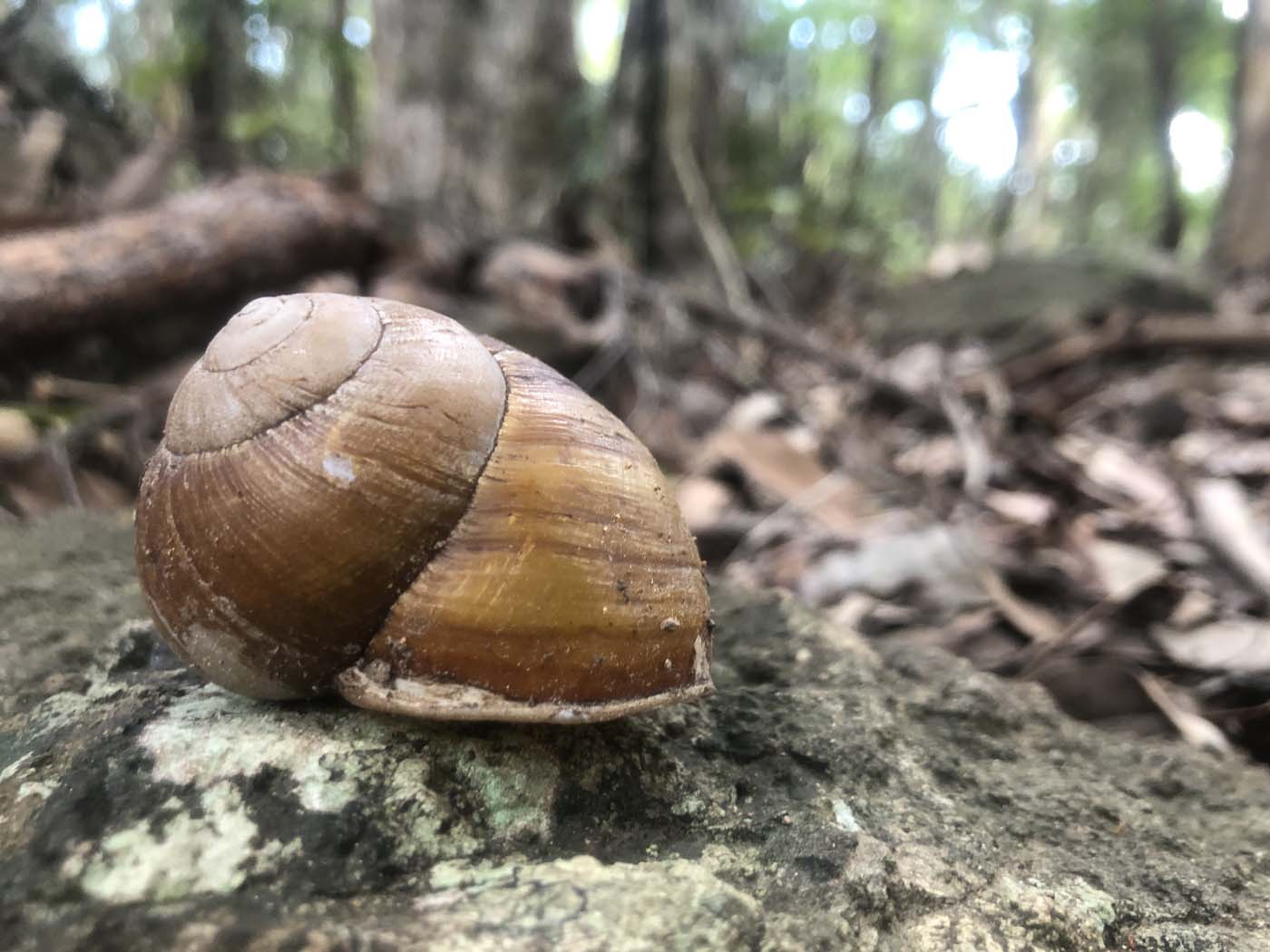 Conway Circuit Hike (27km) - Conway National Park, QLD