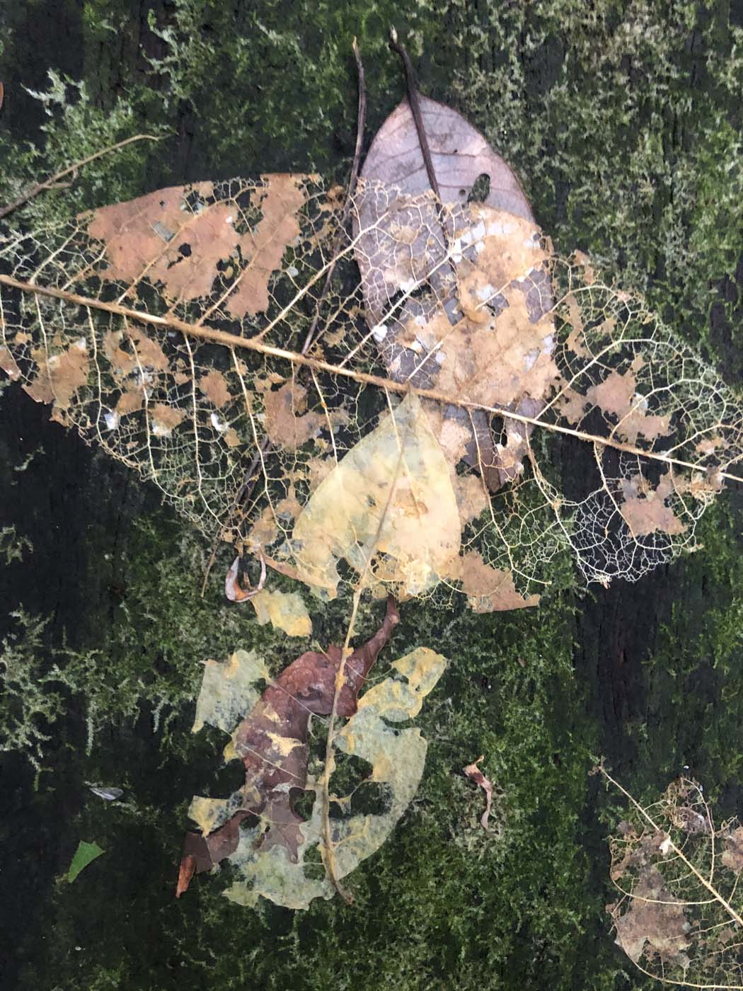 Conway Circuit Hike (27km) - Conway National Park, QLD