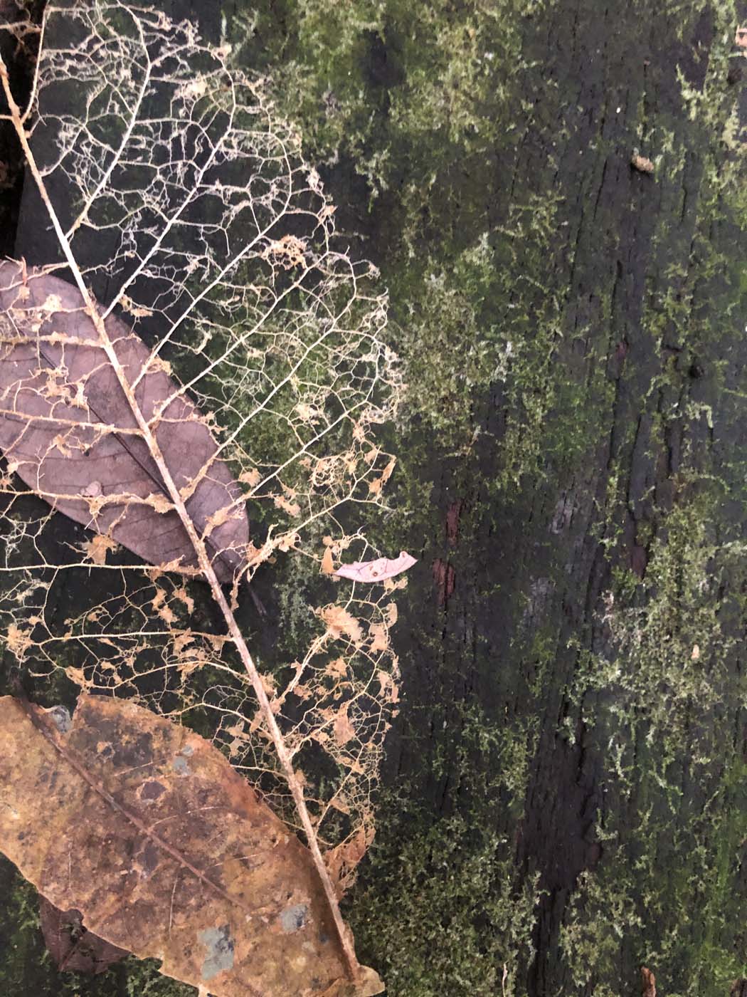 Conway Circuit Hike (27km) - Conway National Park, QLD