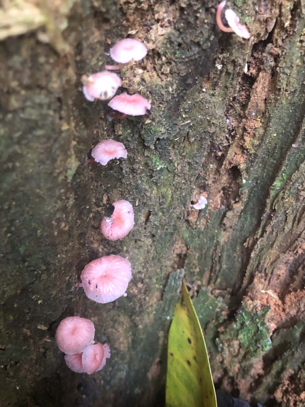 Conway Circuit Hike (27km) - Conway National Park, QLD