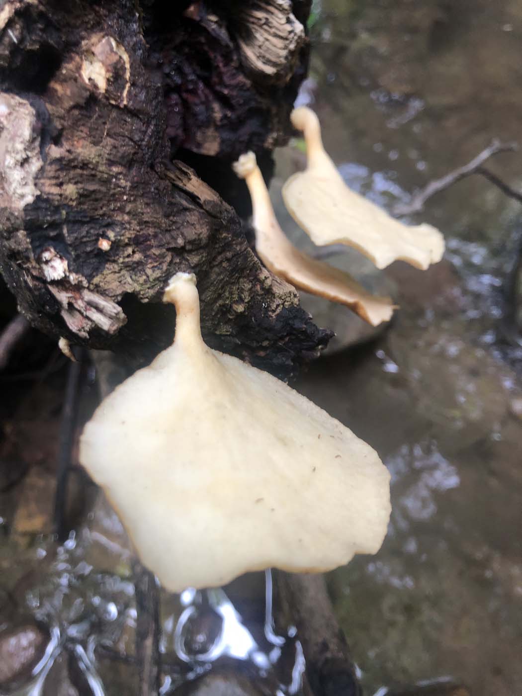 Conway Circuit Hike (27km) - Conway National Park, QLD