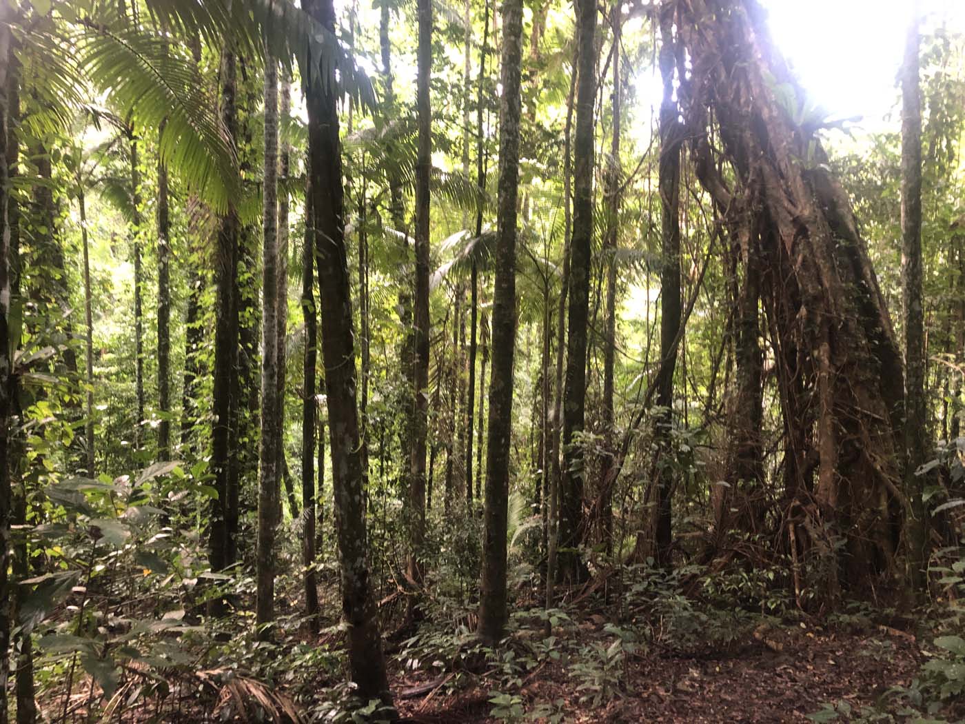 Conway Circuit Hike (27km) - Conway National Park, QLD