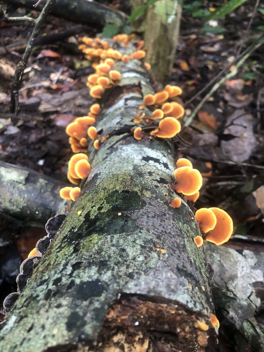 Conway Circuit Hike (27km) - Conway National Park, QLD