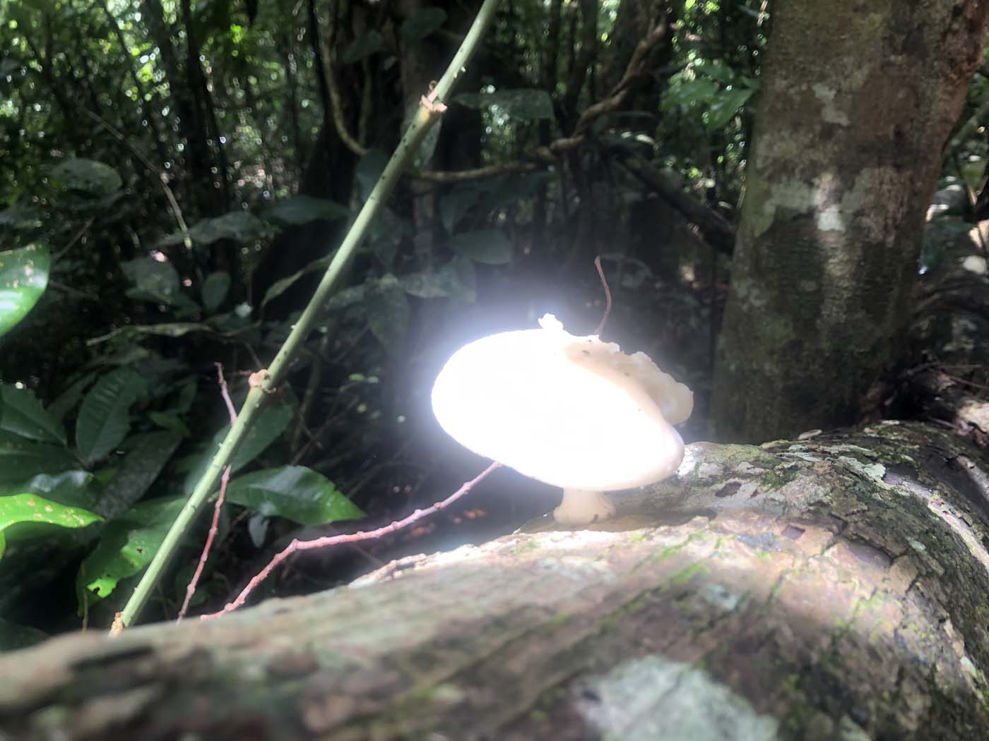 Conway Circuit Hike (27km) - Conway National Park, QLD