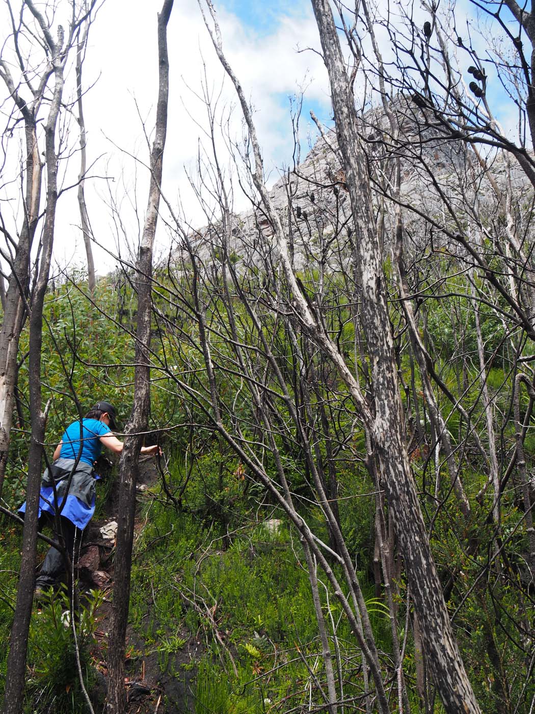 Sentinels Summit Track (3.5km) - Southwest National Park, TAS