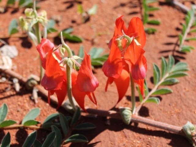 Emu Walk (3.4km) - Exmouth Gulf, WA