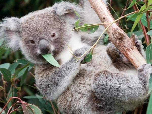Avalon Road Area Walk (2km) - Koala Bushland Coordinated Conservation Area, QLD