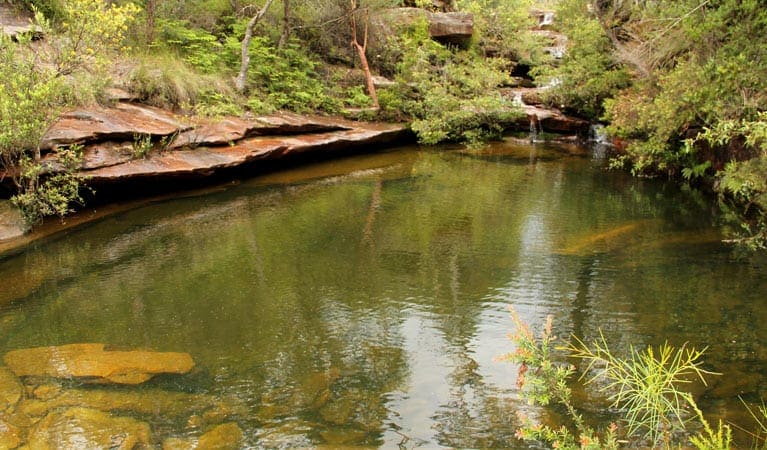 Hominy Creek Walking Track (5km) - Popran National Park, NSW