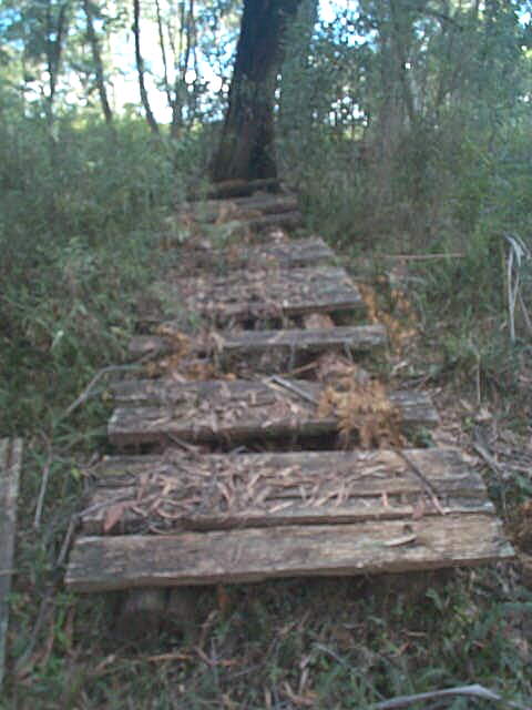 Box Vale Tramway Trail Walk (4.5km) - Country NSW, NSW