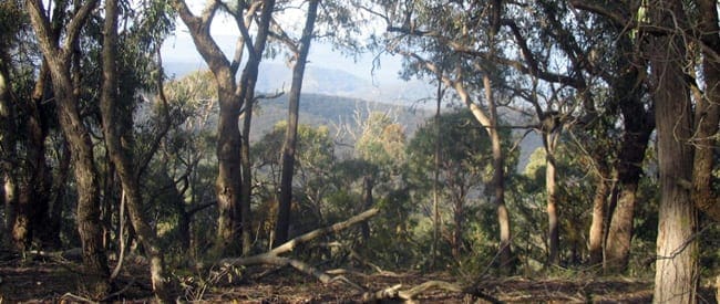 Mount Everard Circuit - Kinglake Hike (20km) - Kinglake National Park, VIC