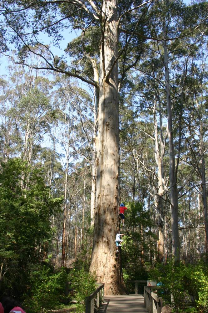 Gloucester Tree to Cascades Tramway Walk (6km) - Regional Western ...