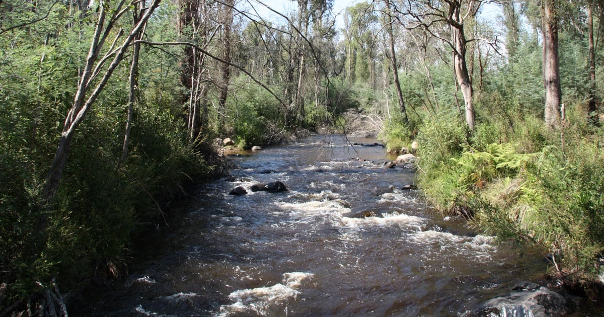 Murrindindi River Hike (11.4km) - Murrindindi Scenic Reserve, VIC