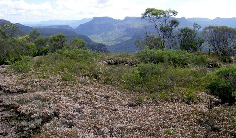 Mount Bushwalker Walking Track (7km) - Morton National Park, NSW