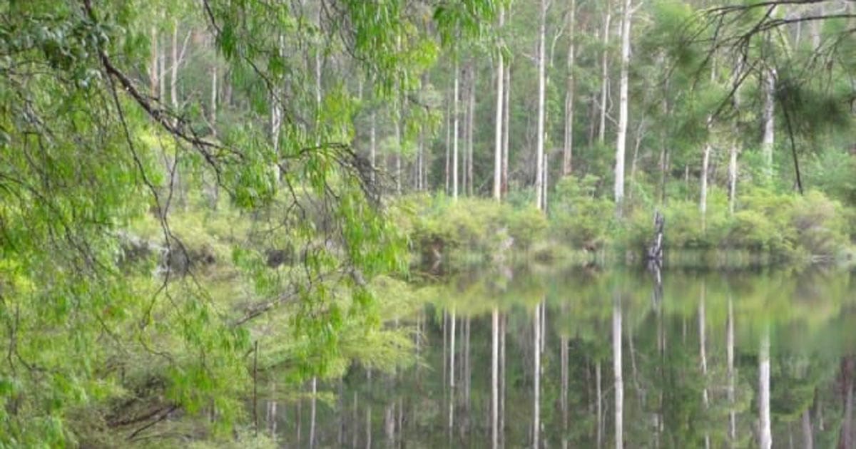 Shannon Dam Trail Walk (3.5km) - Shannon National Park, WA