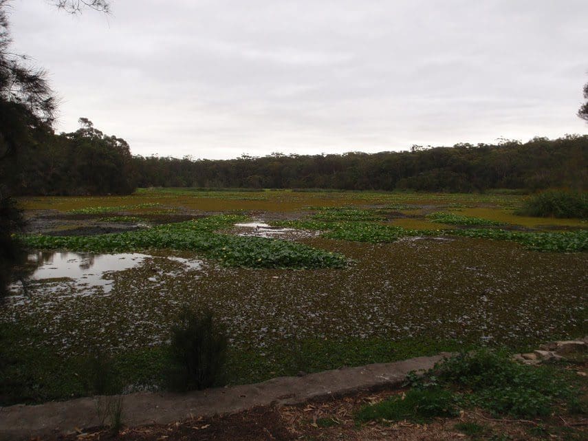 Yeramba Lagoon Loop Walk (1.8km) - Georges River National Park, NSW