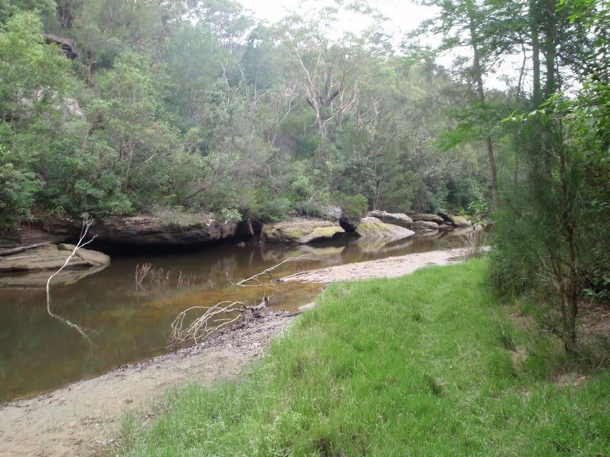 Bungaroo & Founders Way Loop Walk (3.5km) - Garigal National Park, NSW
