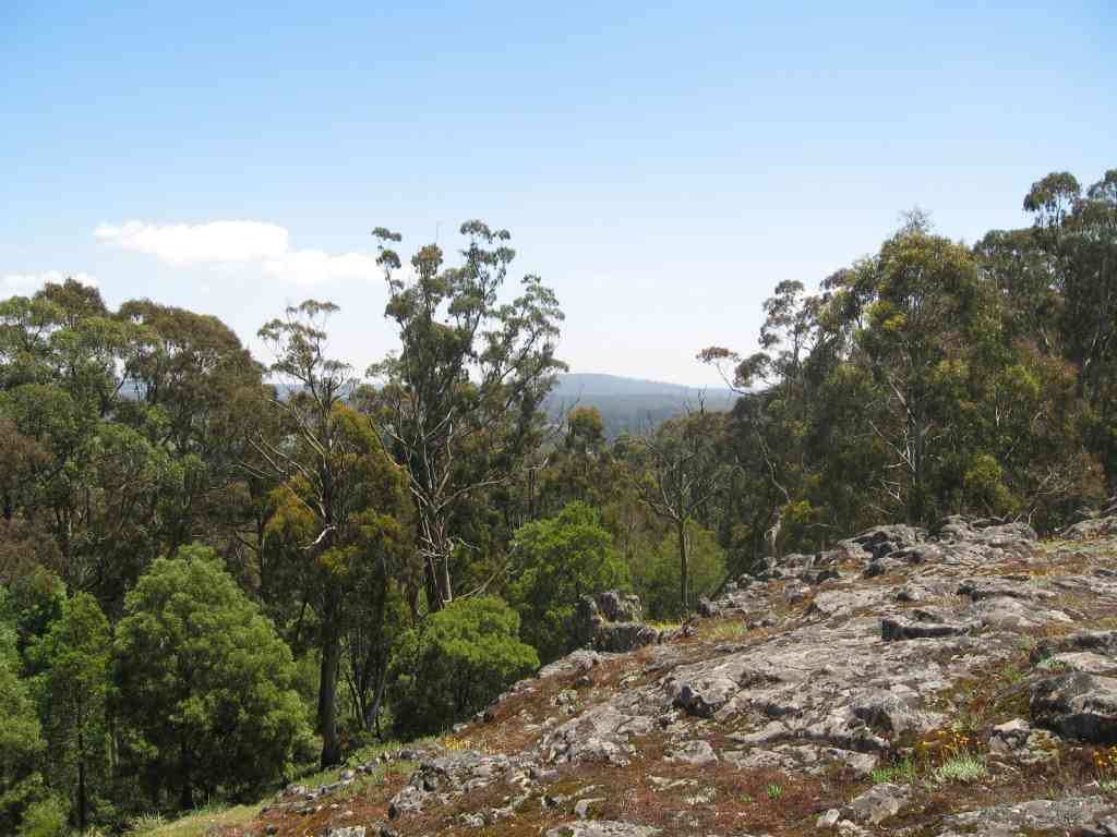Blue Mount & Mount Wilson Hike (27.7km) - Wombat State Forest, VIC