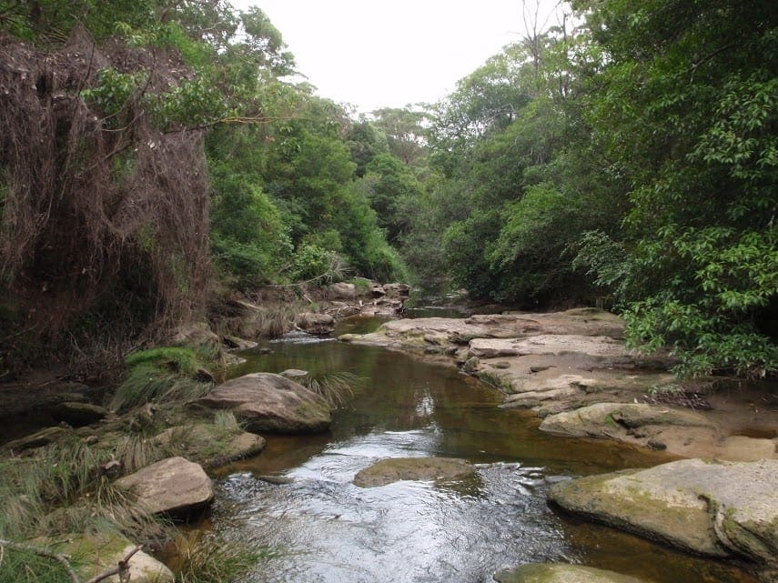 Bungaroo Track (3.6km) - Garigal National Park, NSW