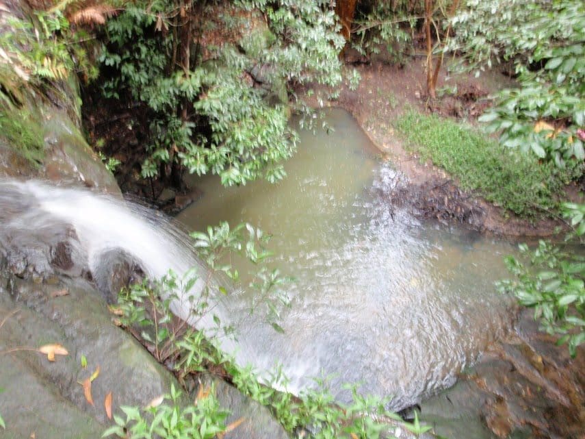 Sheldon Cascades Walk (400m) - Sheldon Forest, NSW