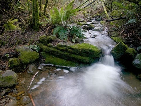 Cascade Walking Track (4.5km) - Wellington Park, TAS