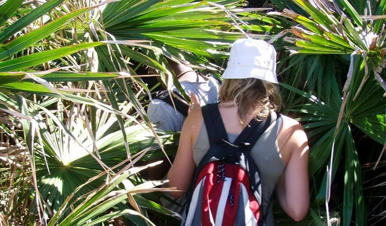Palm Jungle Loop Track (10km) - Royal National Park, NSW