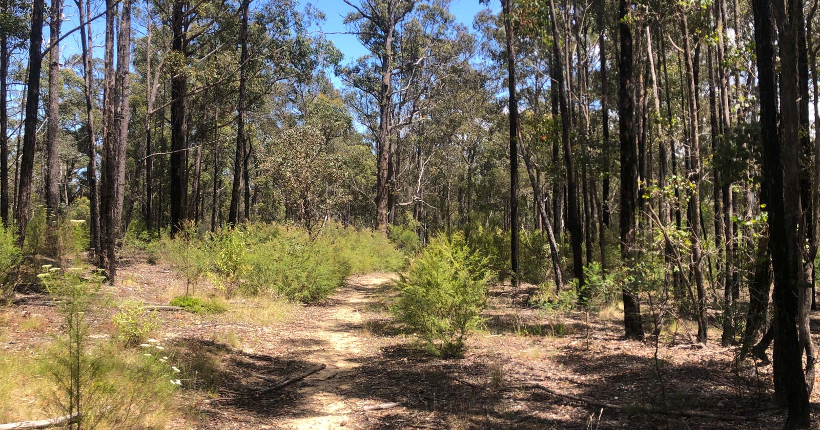 Discovery Trail & Clayhill Track Circuit Hike (10km) - Colquhoun State ...