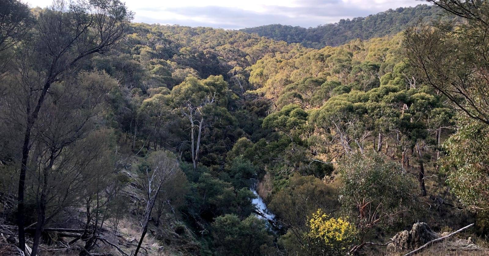 The Little Forest Circuit Hike (14km) - Bungal State Forest, VIC