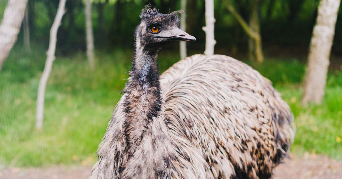 Chased by an Emu: A Wild Hiking Encounter