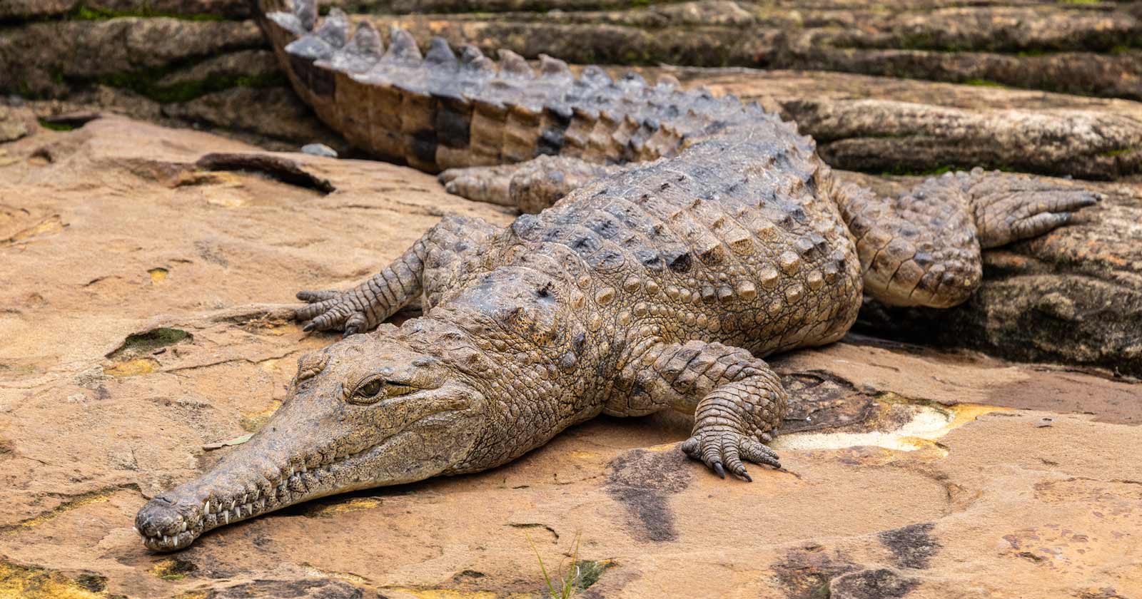 Be Crocwise: Stay Safe when hiking in Australia's Top End
