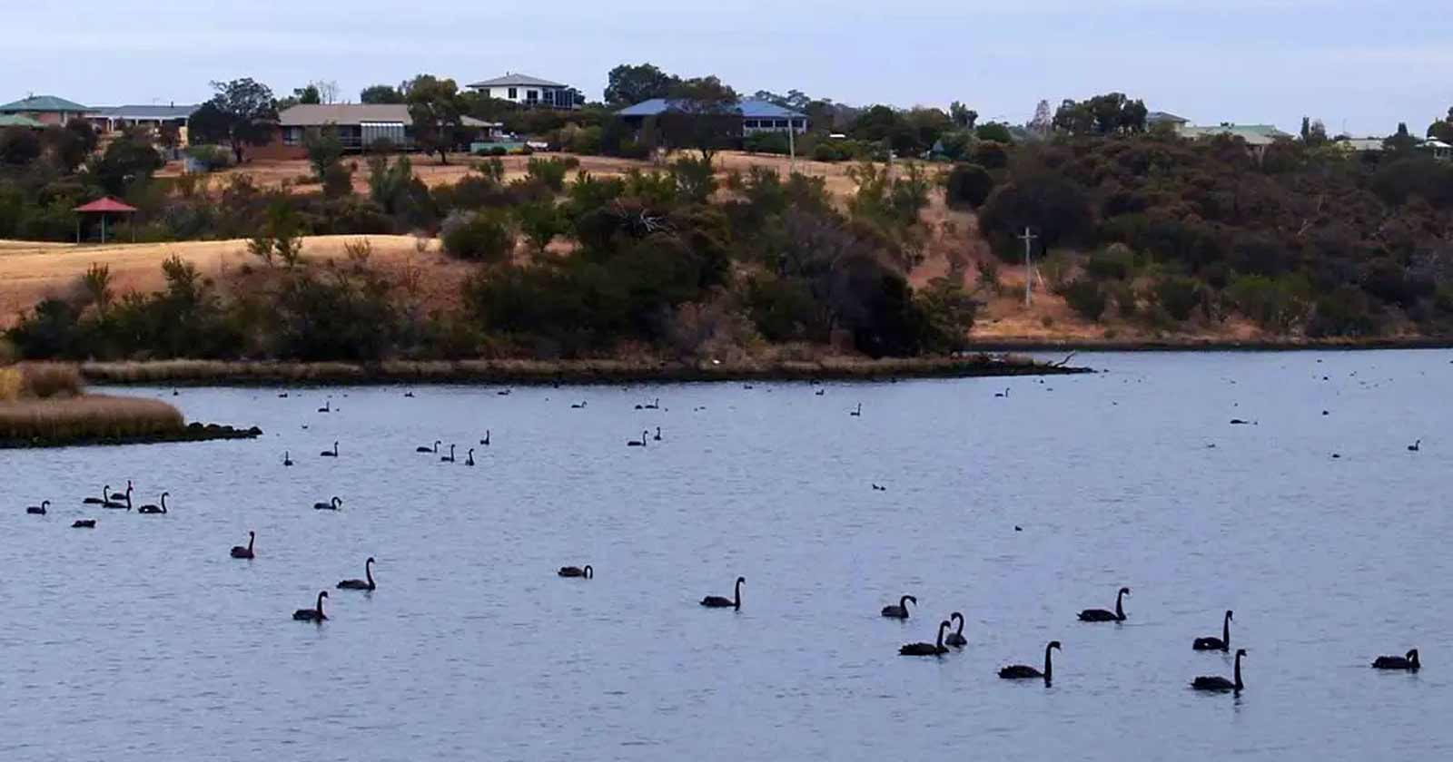 Swan Park Trail Walk (4.5km) - Herdsmans Cove, TAS