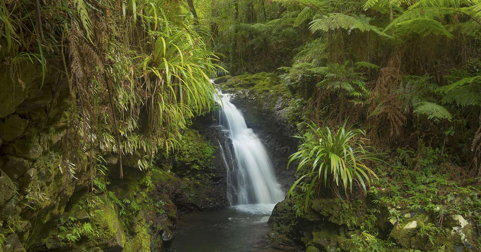 Lamington National Park: Queensland’s Hiking Paradise