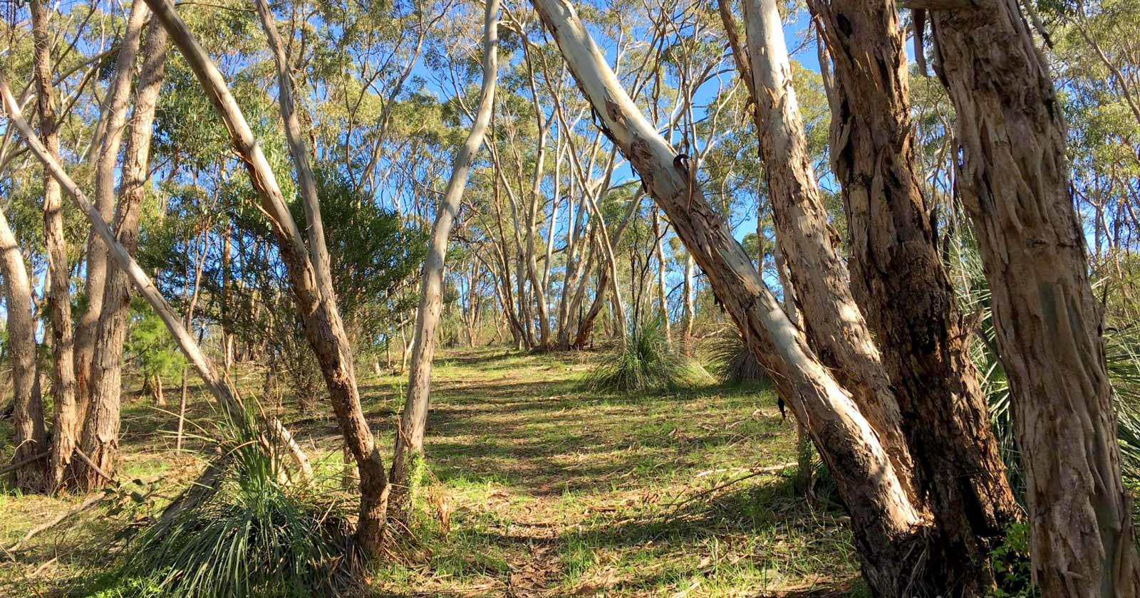 Kuitpo Forest Trail (2.8km) - Kuitpo Forest Reserve, SA