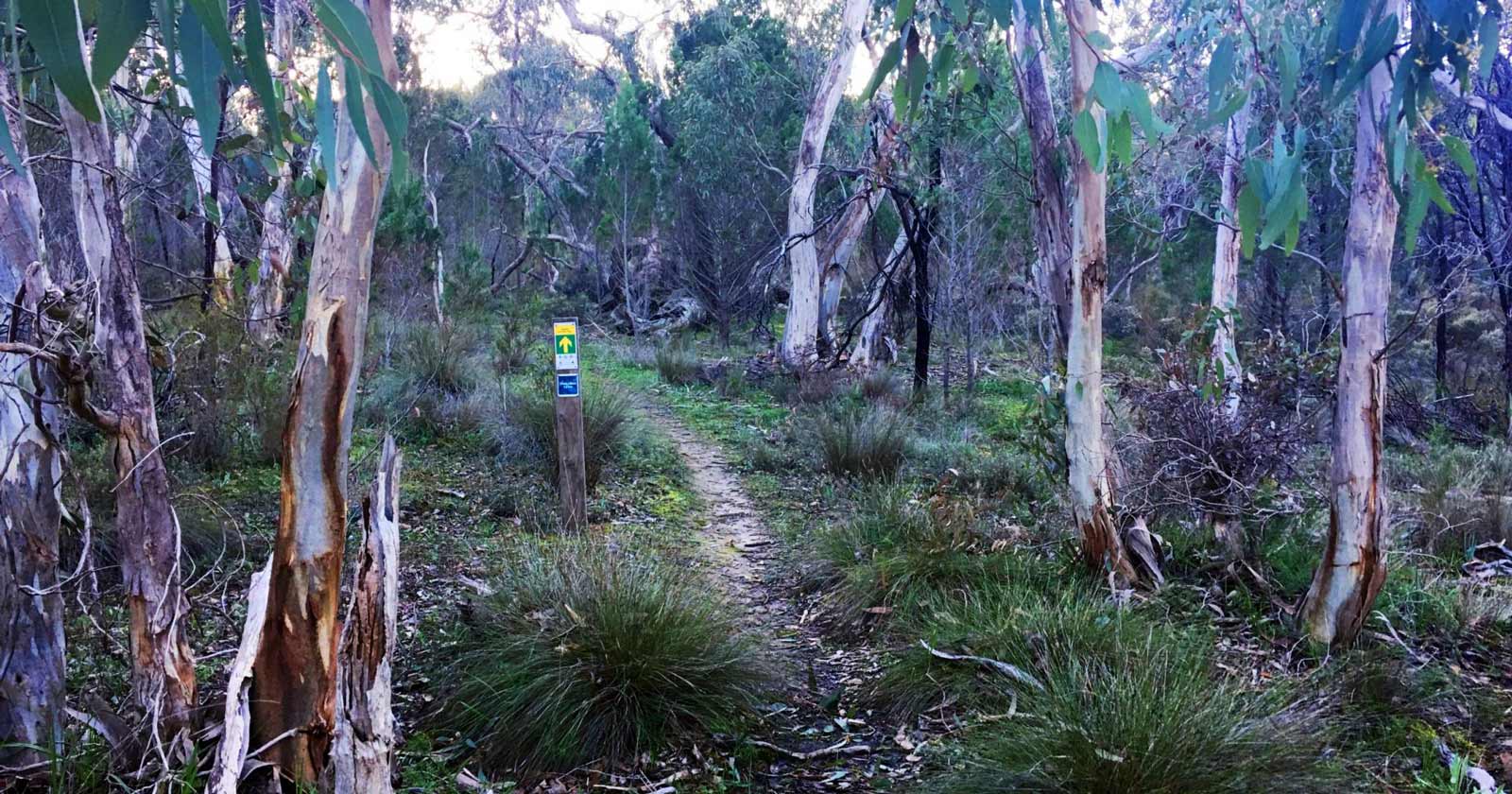 Jenkins Scrub Walking Trail (1.5km) - Mount Crawford Forest Reserve, SA