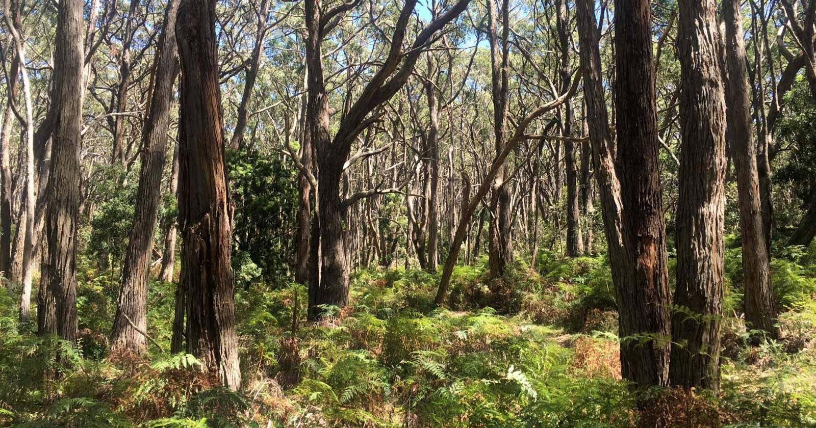 Lobethal Bushland Orange Trail (2.1km) - Lobethal Bushland Park, SA