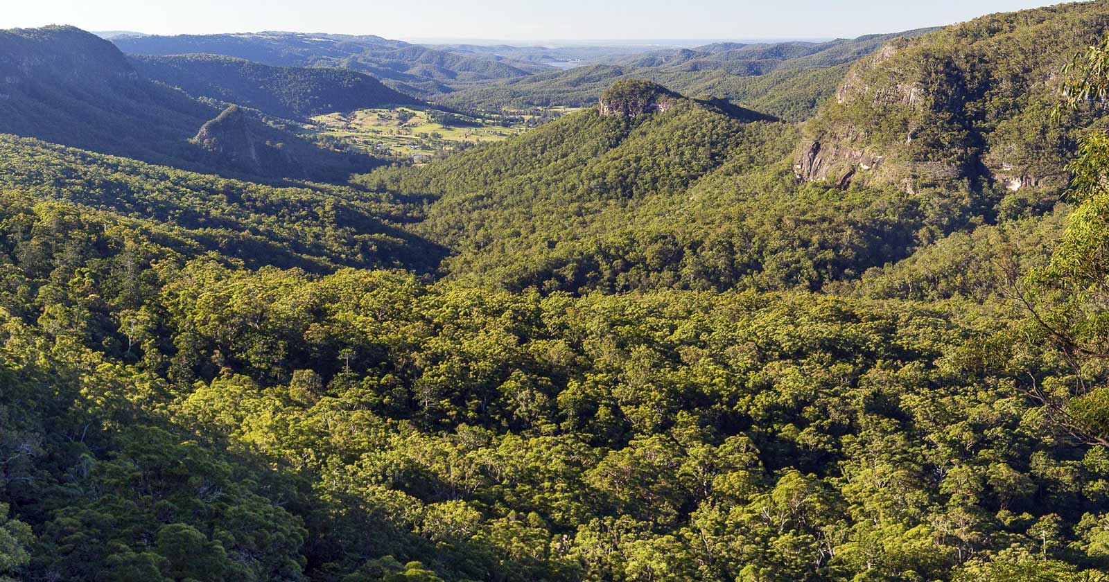 Lower Bellbird Track (10km) - Lamington National Park, QLD