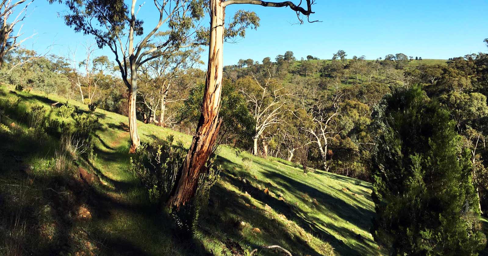 Phoenix Circuit Walk (4.5km) - Para Wirra Conservation Park, SA
