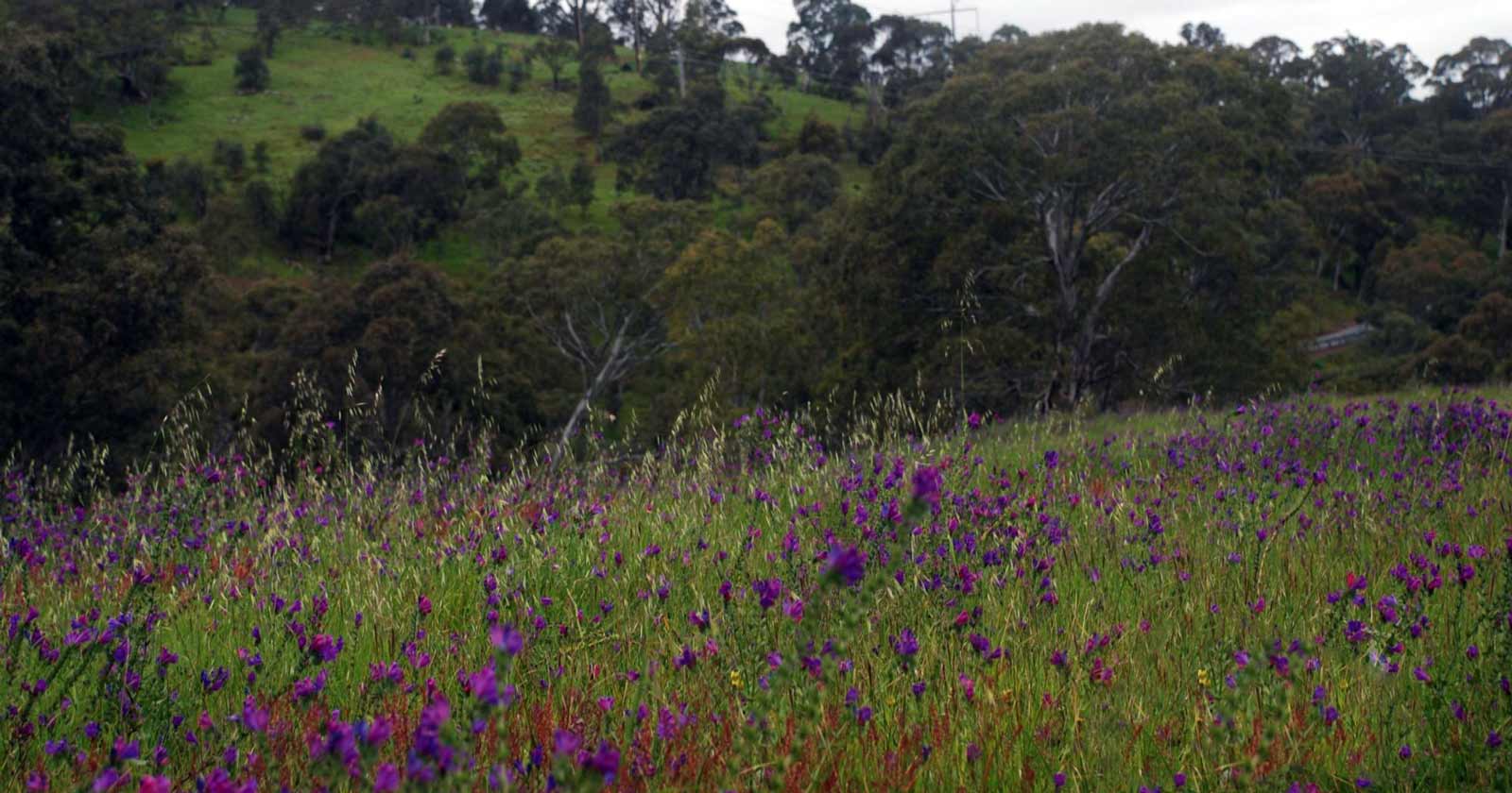 Range Road South & Newmans Track (7km) - Anstey Hill Recreation Park, SA