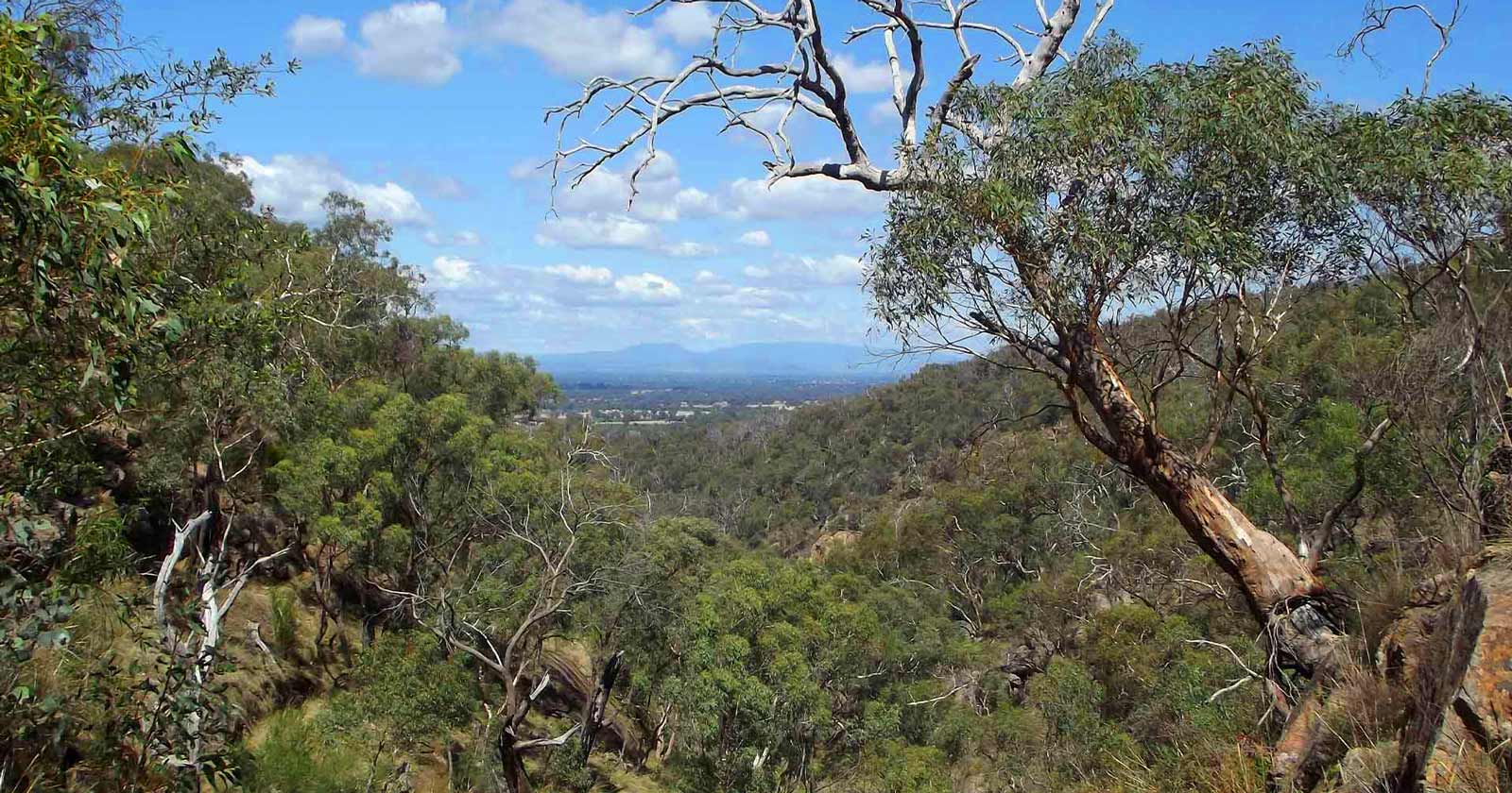 Warby Friends Track Circuit Walk (5.5km) - Warby-Ovens National Park, VIC