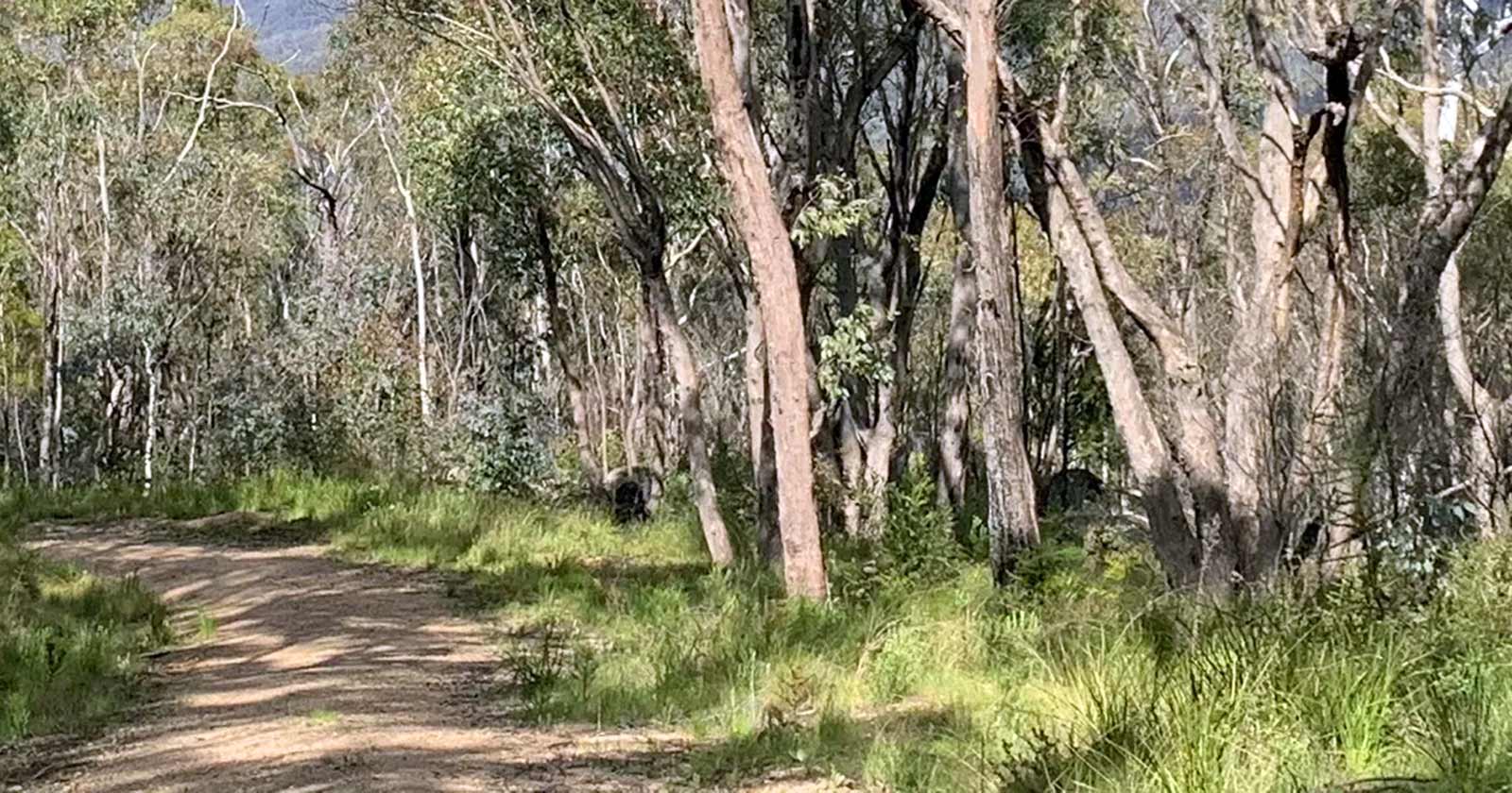 Devils Gap Hike (6km) - Tidbinbilla Nature Reserve, ACT