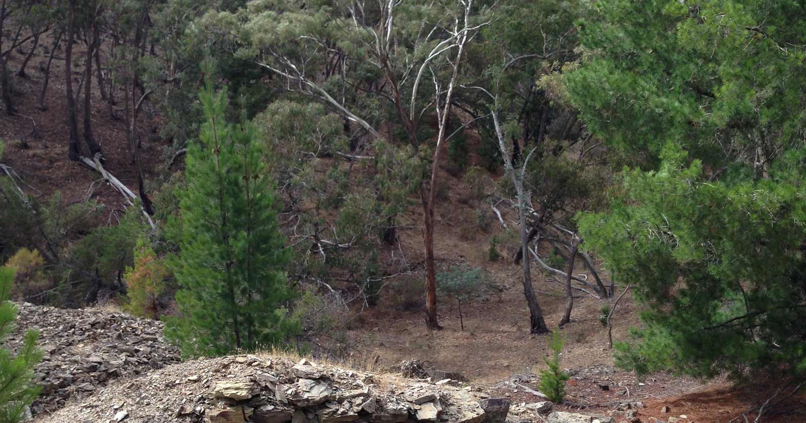 Goldfields Track (214km) - Mount Buninyong Scenic Reserve, VIC