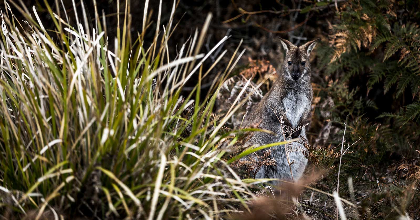 Point Vision Track (15km) - Narawntapu National Park, TAS