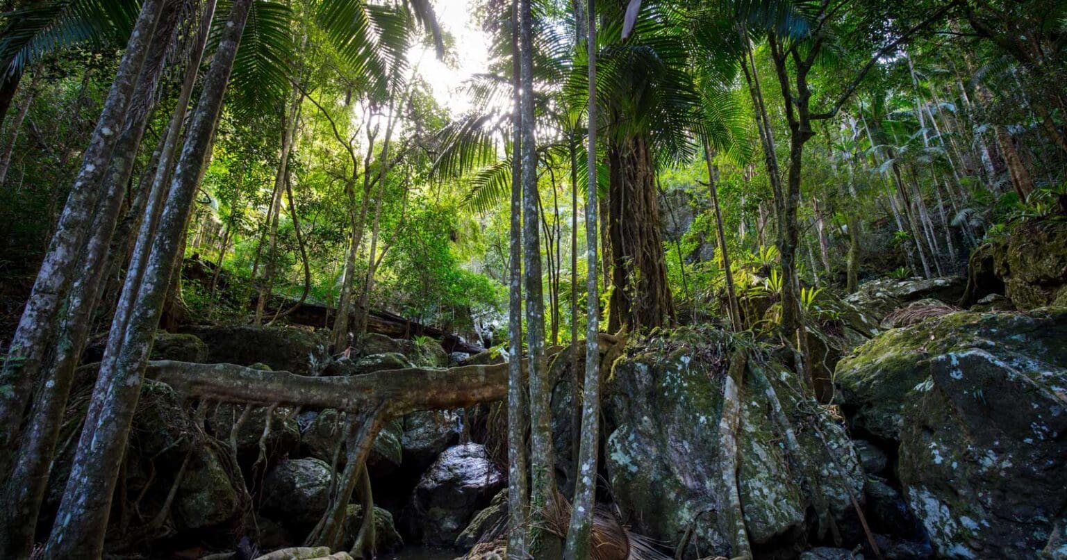 Exploring Springbrook National Park: A Natural Paradise