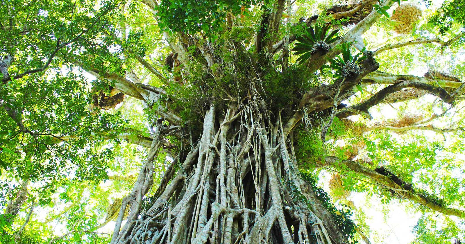 Cathedral Fig Tree Walk (300m) - Danbulla National Park and State ...