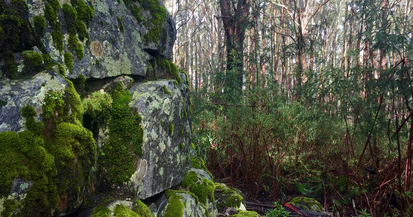 Mount Juliet Hike (8.7km) - Yarra Ranges National Park, VIC