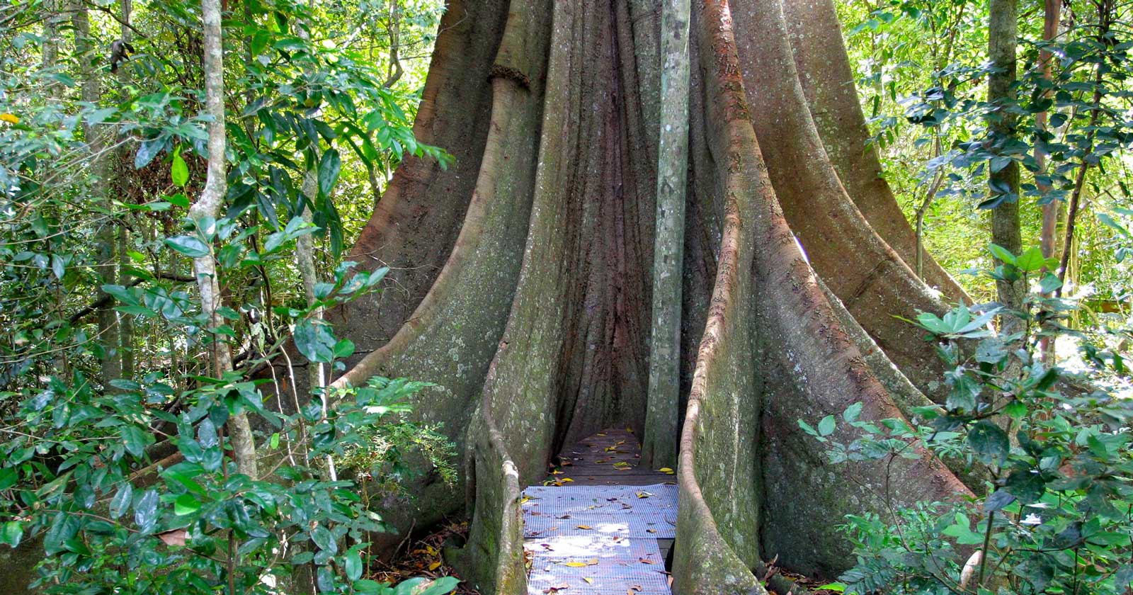 Fig Tree Walk (1km) - Imbil State Forest, QLD