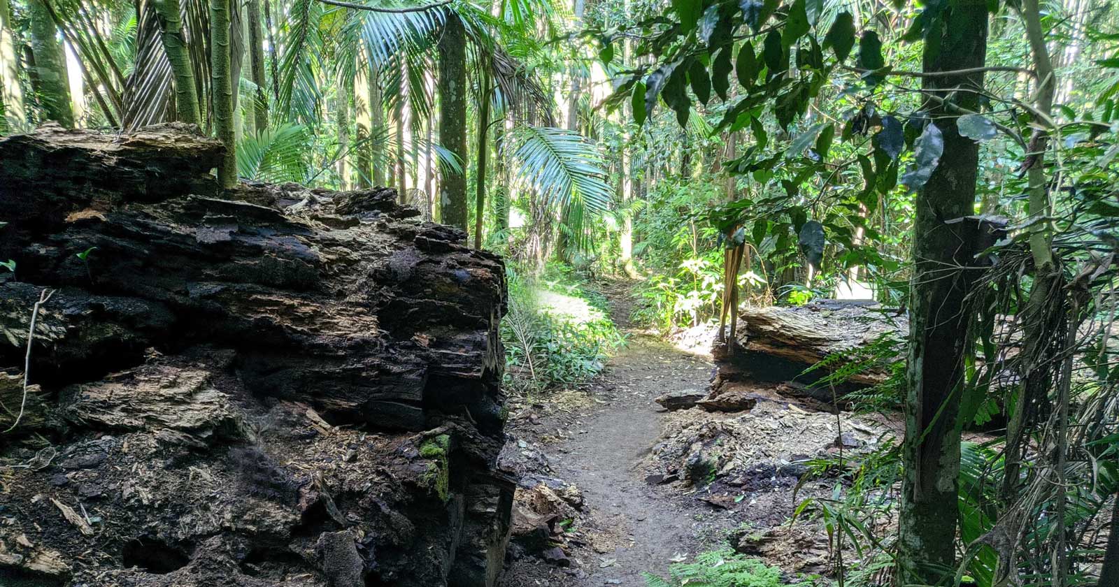 Jenyns Circuit (4.8km) - Tamborine National Park, QLD