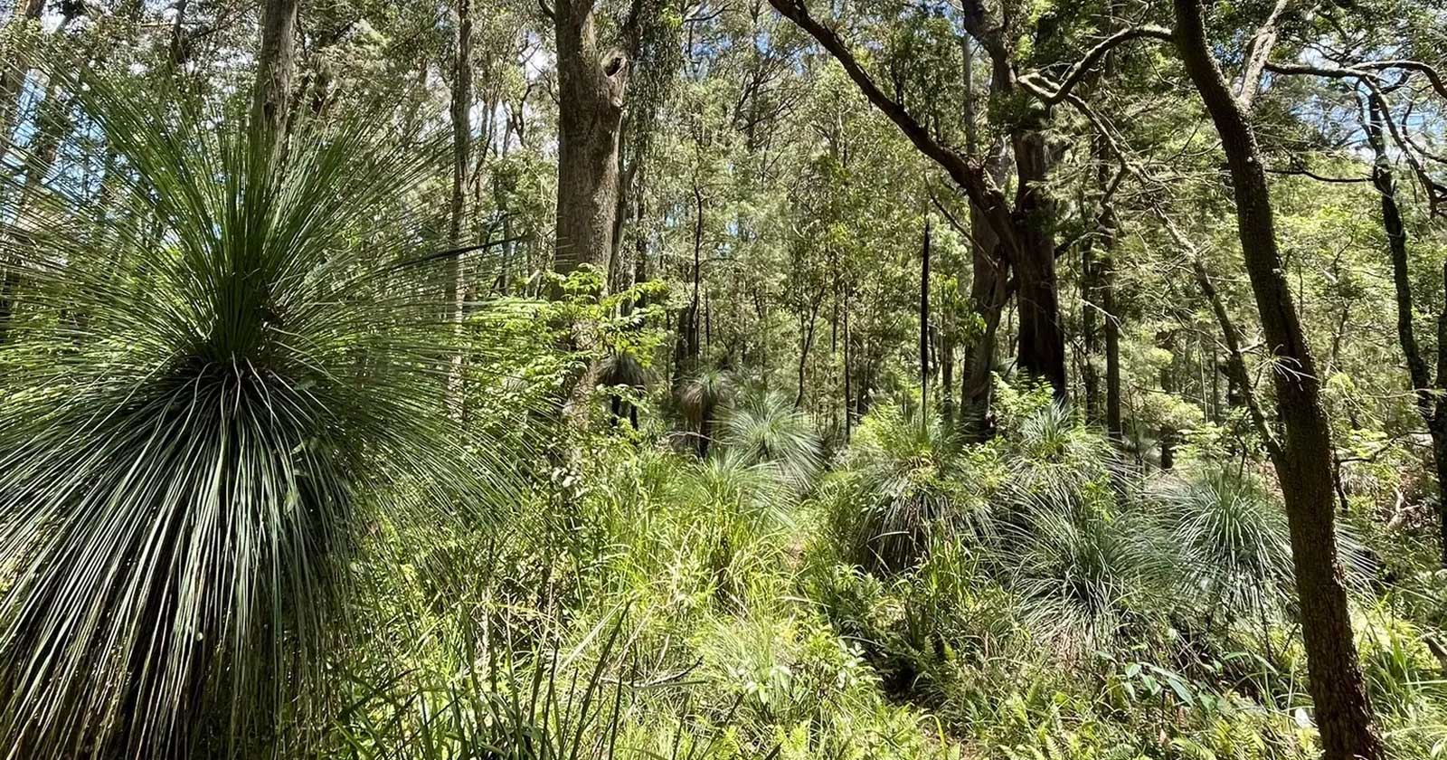 Ridge Track (5km) - Main Range National Park, QLD