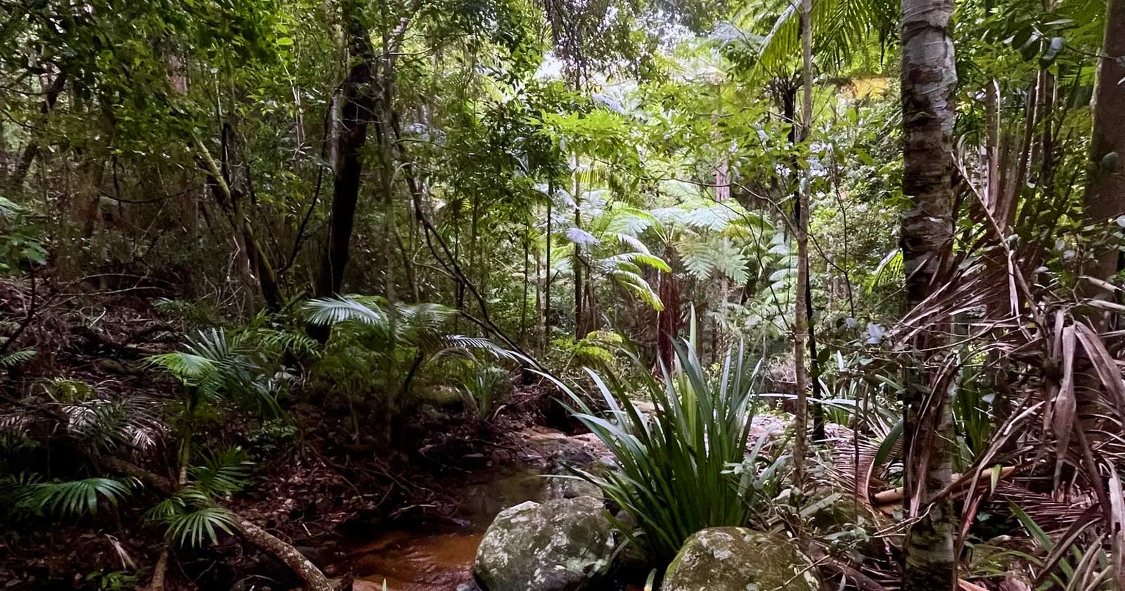 Byan Yangala Loop Walk (6.5km) - Whian Whian State Conservation Area, NSW